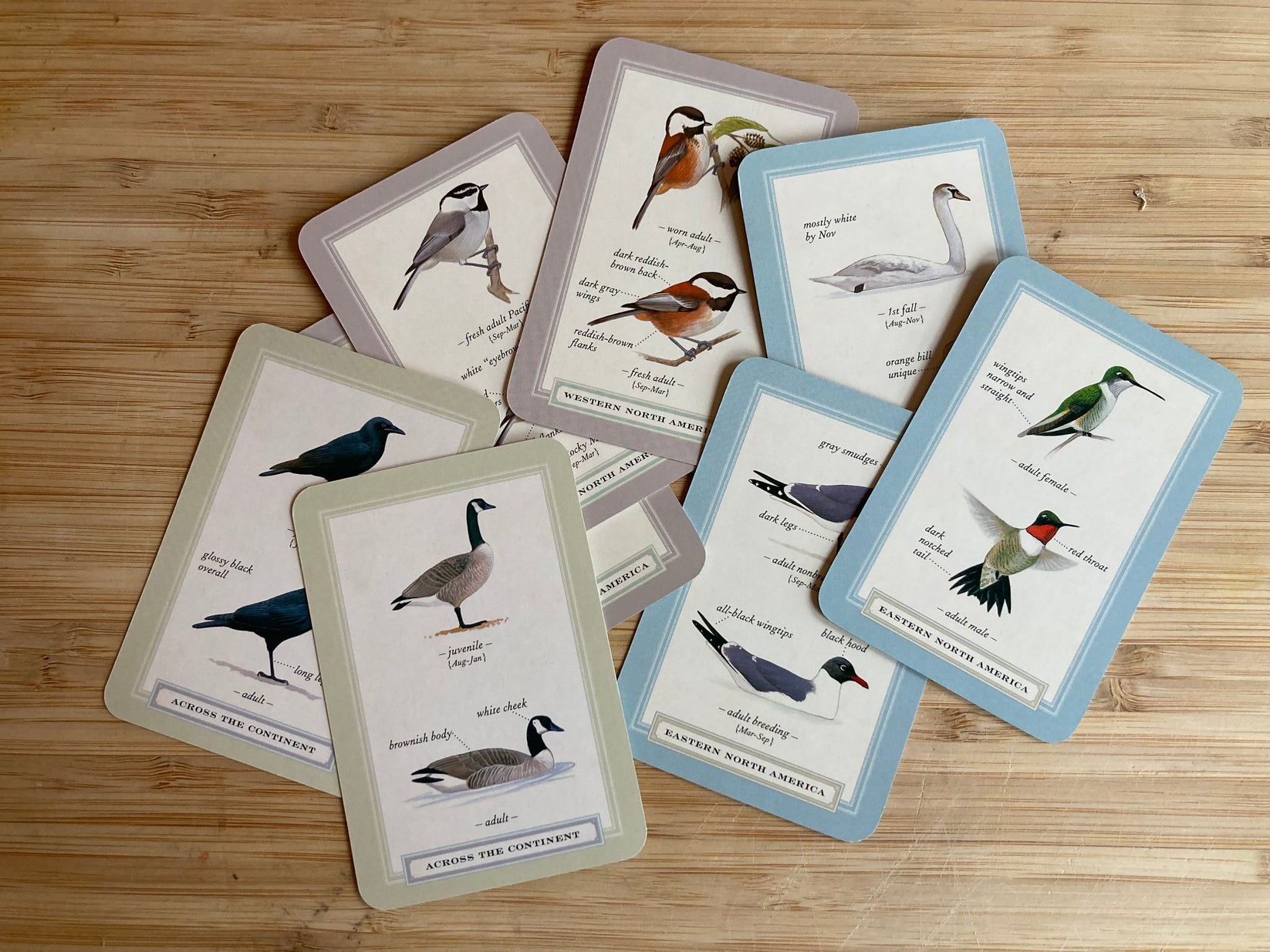 Educational Activity Set - BACKYARD BIRDING FLASHCARDS – Gnomes & Acorns
