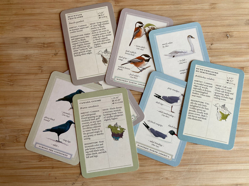 Educational Activity Set - BACKYARD BIRDING FLASHCARDS – Gnomes & Acorns
